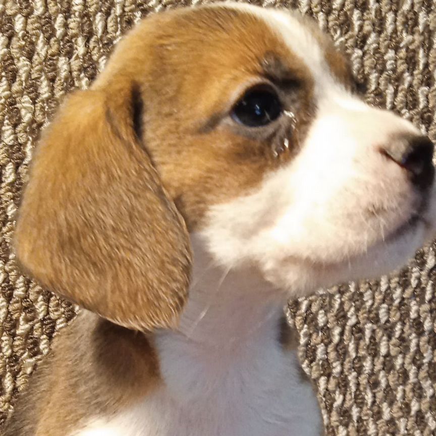 Бигль, щенок