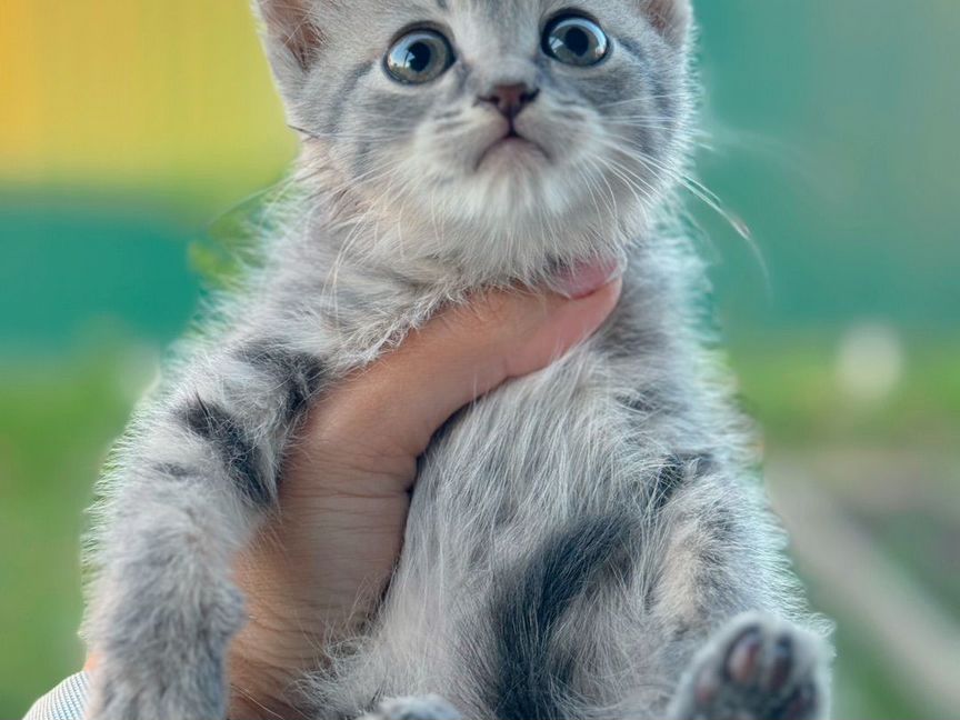 Кошка в дар бесплатно