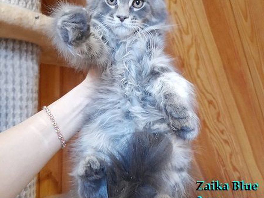 Супер-эффектная няшечка мейн-кун мраморного окраса