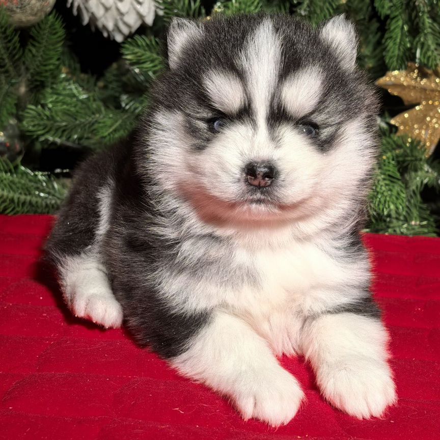 Помски, щенок