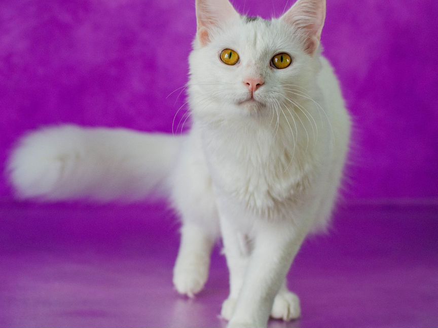 Котик, метис турецкого вана, ищет дом