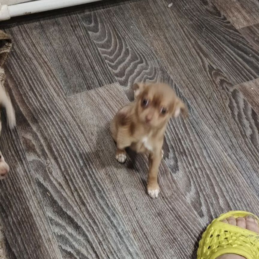 Чихуахуа, щенок