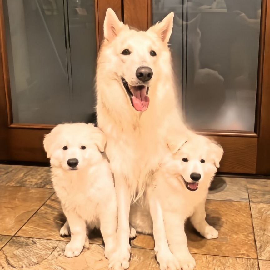 Белая швейцарская овчарка, щенок