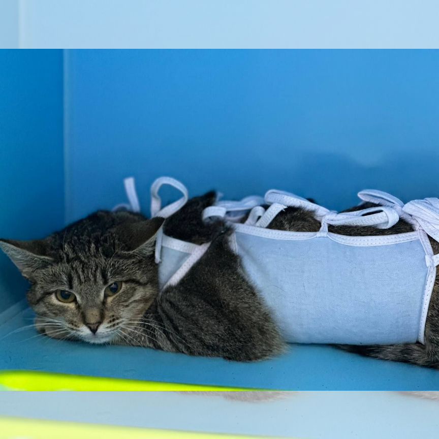 Дом сносят котёнок на улице