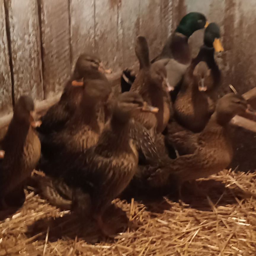 Подсадные утки для охоты