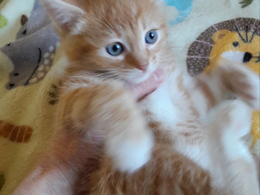 Рыжий котенок мальчик 5 недель