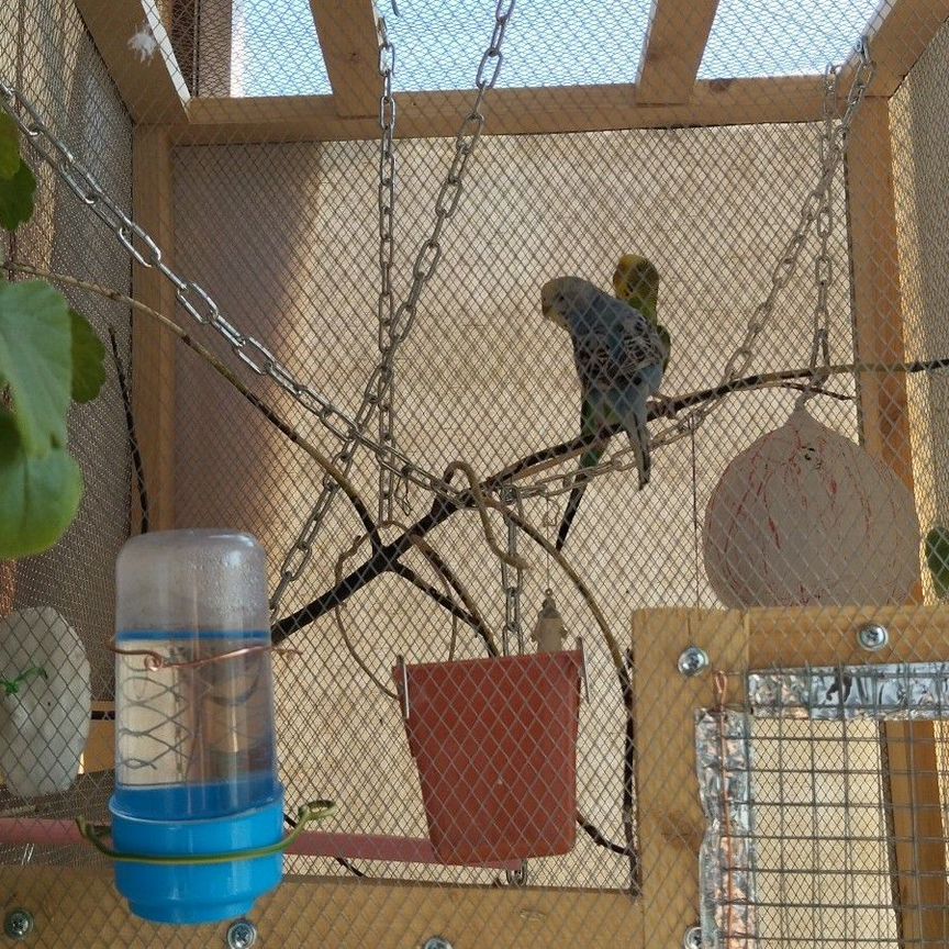 Волнистый попугай девочка и мальчик с гнездом