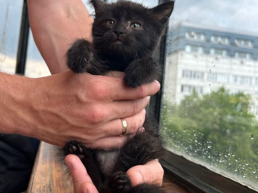 Котенок кот черный