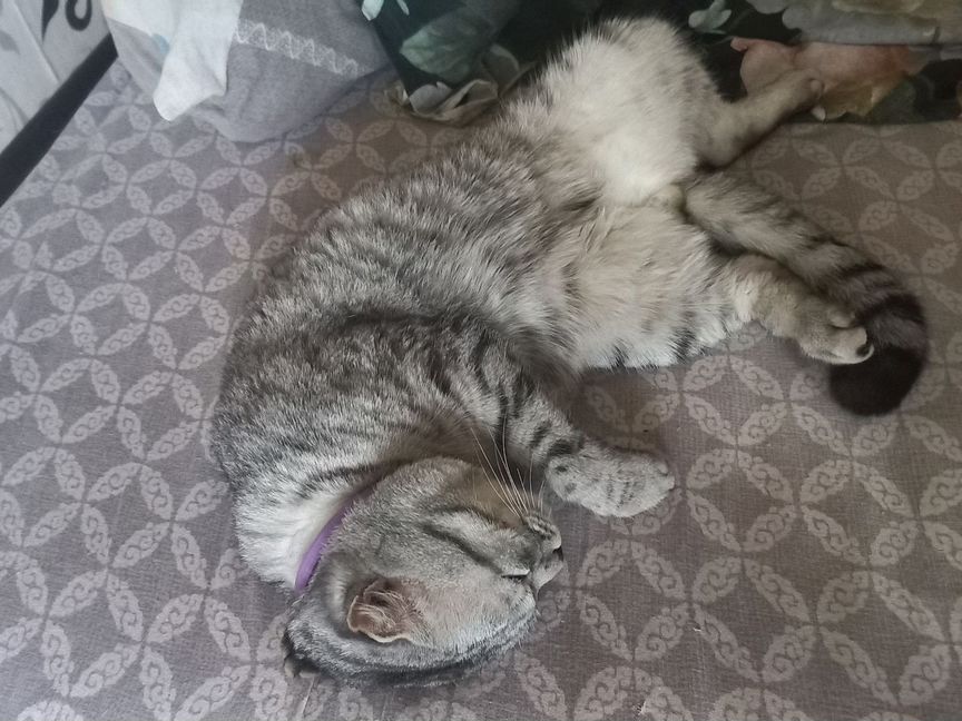 Британский кот в дар