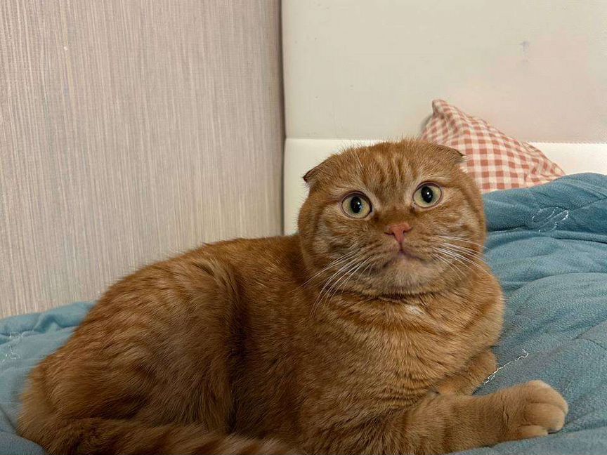 Вислоухий рыжий кот