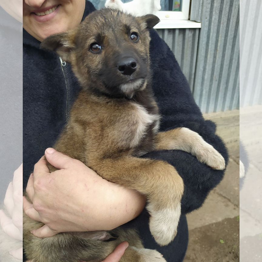 Щенок в добрые руки