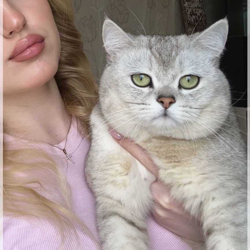 Отдам кота в добрые руки