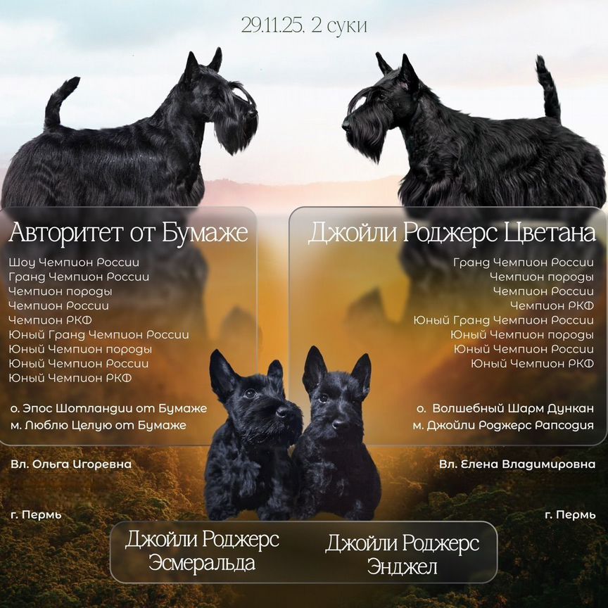 Шотландский терьер, щенок