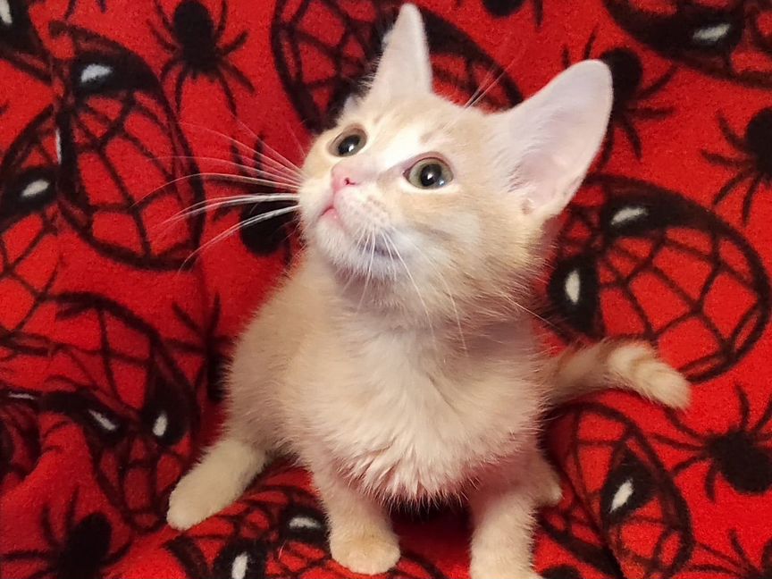 Котенок Ляля