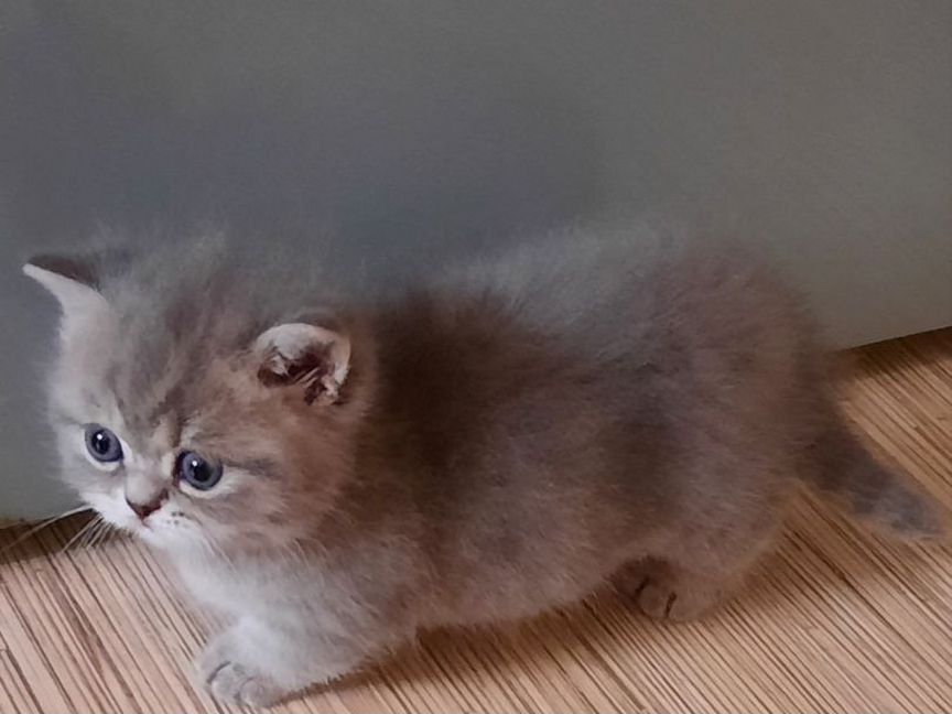 Менуэт