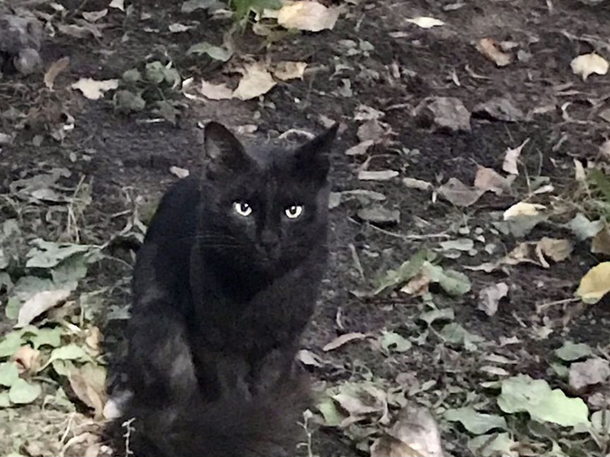 Найден кот/кошка с ошейником