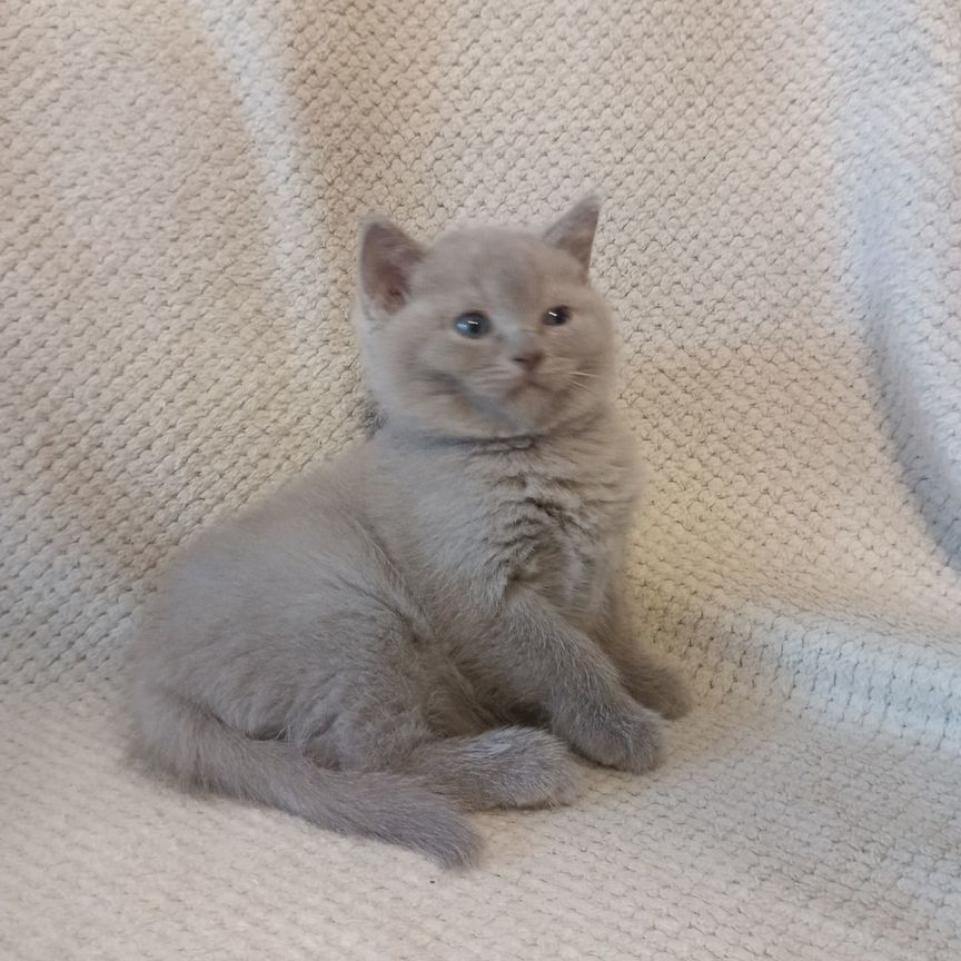 Котенок