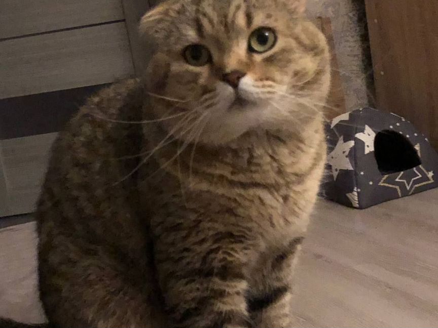 Шотландский вислоухий кот на вязку