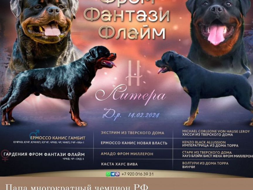 Щеночки ротвейлера породистые