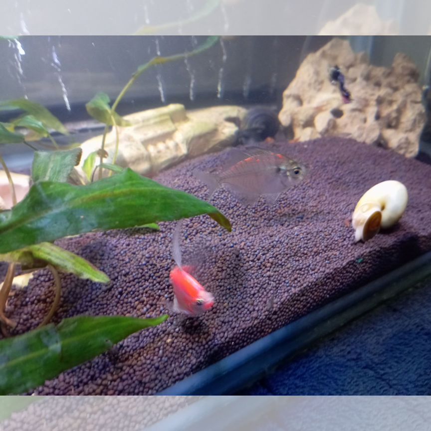 Мирные аквариумные рыбки Тернеция Гло,Неоны,Окунь