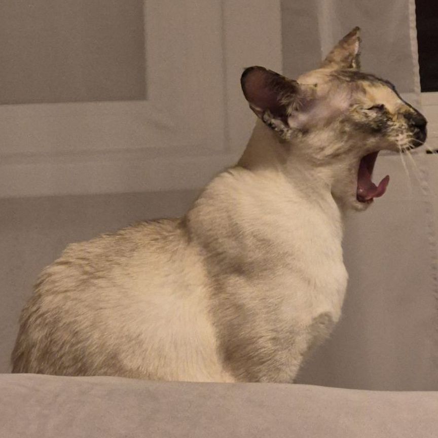 Кошка ориенталка