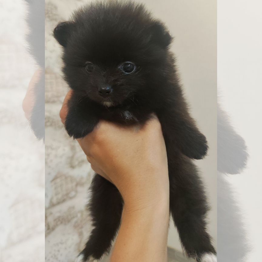Померанский шпиц, щенок
