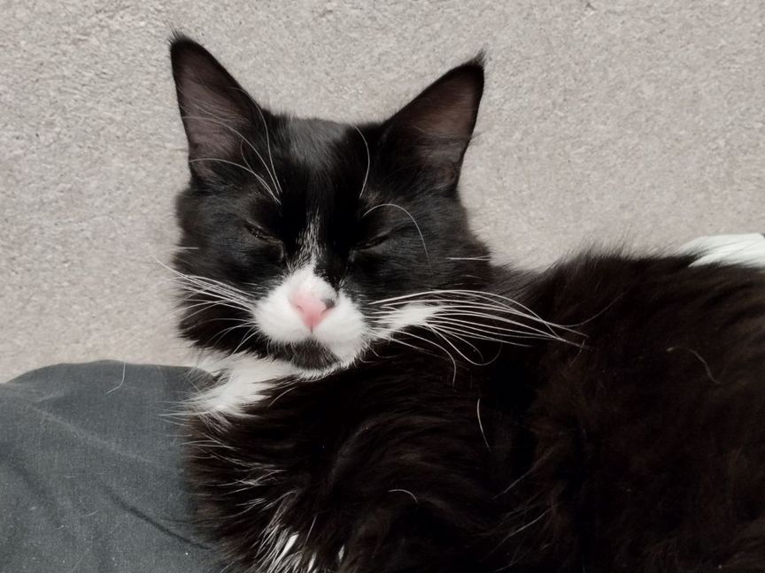 Кот, кошка
