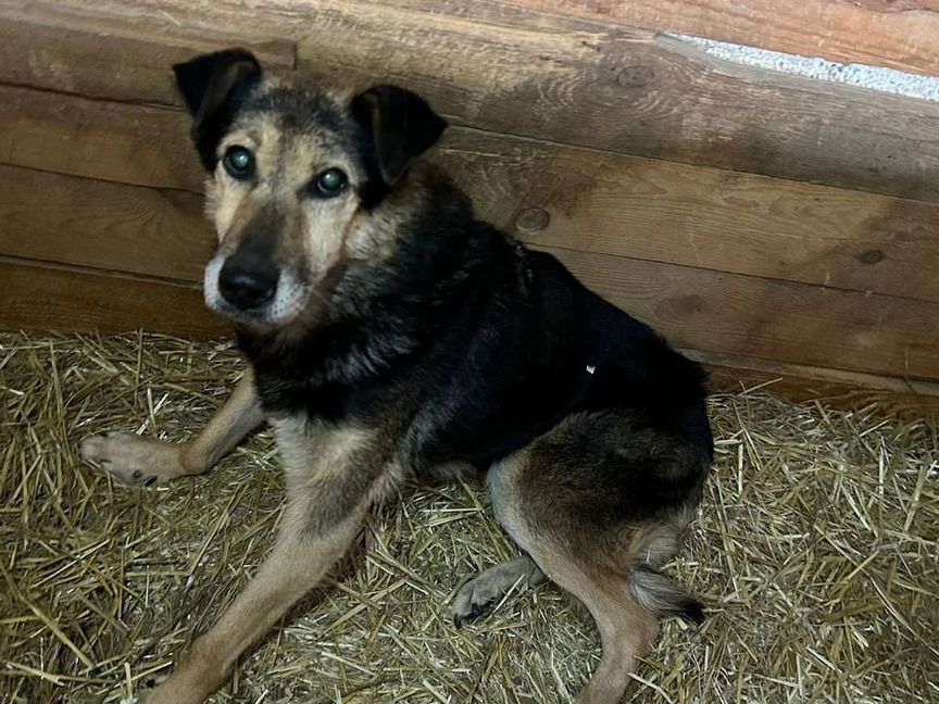 Собака в добрые руки