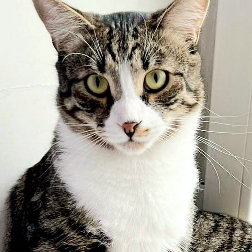 Молодой котик в добрые руки