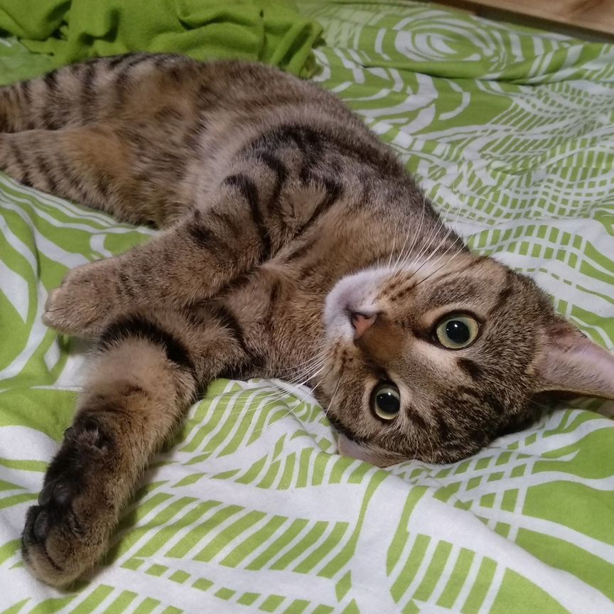 Молодой котик