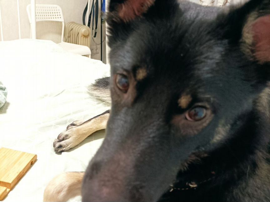 Собака друг