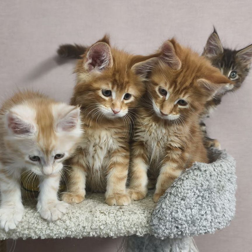 Мейн-кун котёнок