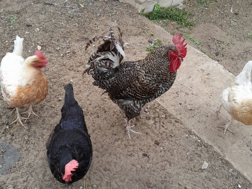 Взрослые куры Доминант