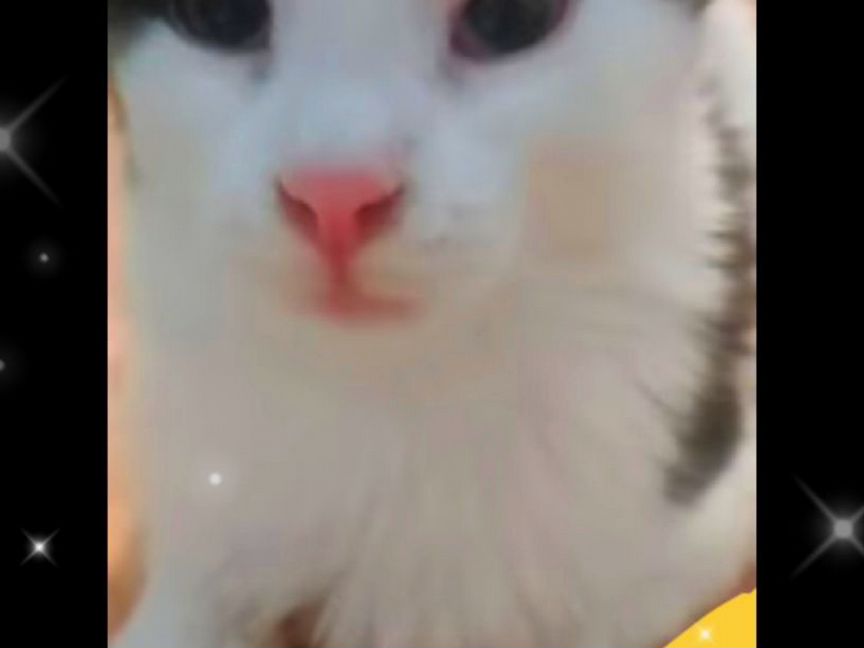 Котята в добрые руки бесплатно