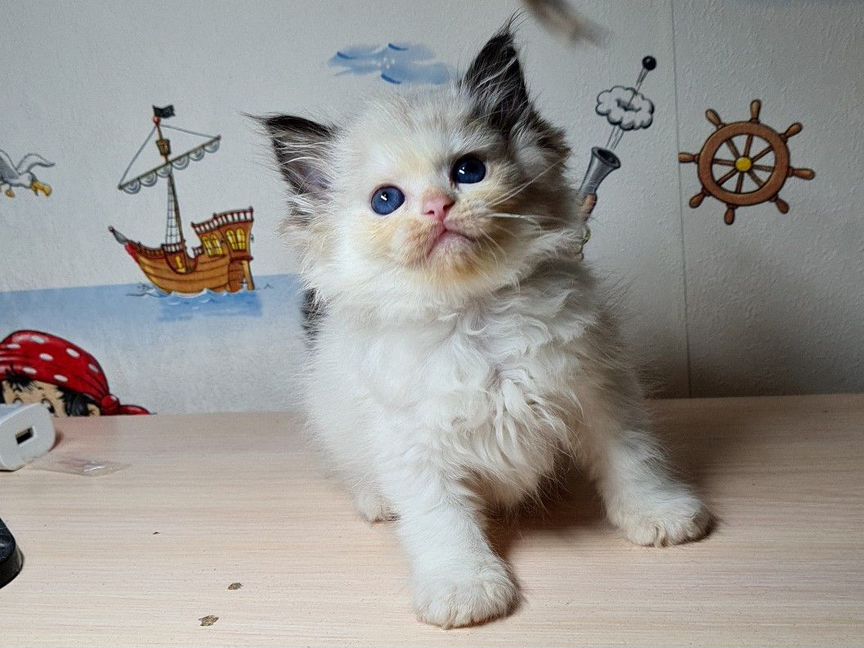 Регдол девочка Genrietta