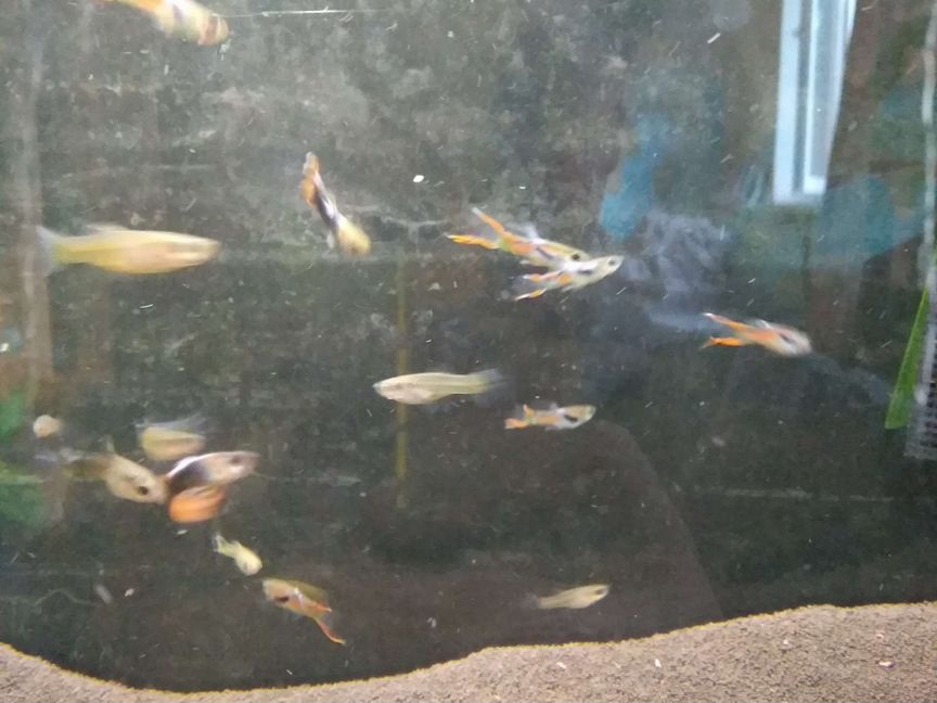 Рыбки гуппи