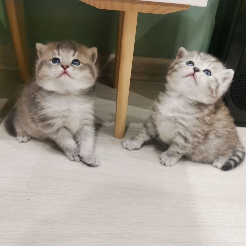 Шотландские прямоухие котята