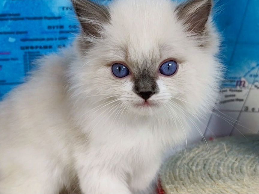 Котята рэгдолл, девочка шоу класса