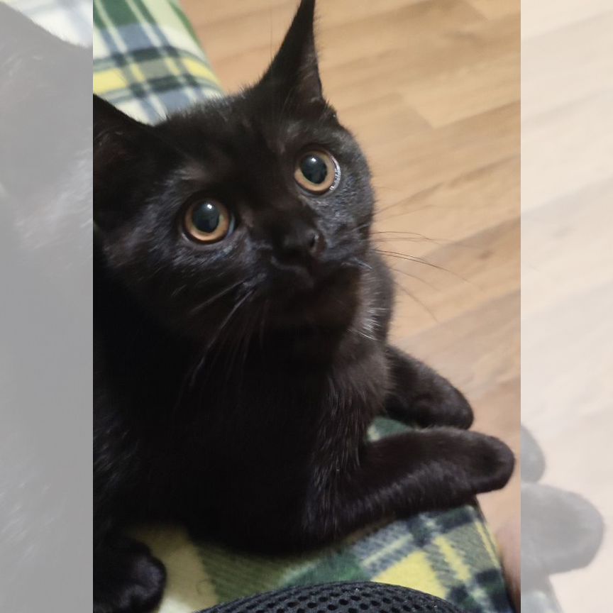 Британский короткошёрстный котёнок