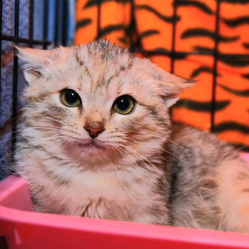 Приютская кошечка в добрые руки