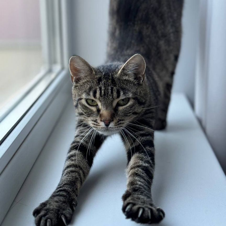 Кошка