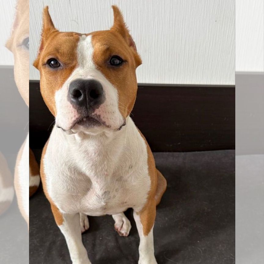 Американский стаффордширский терьер, щенок