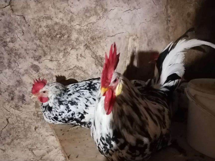 Петухи леггорн долматинец