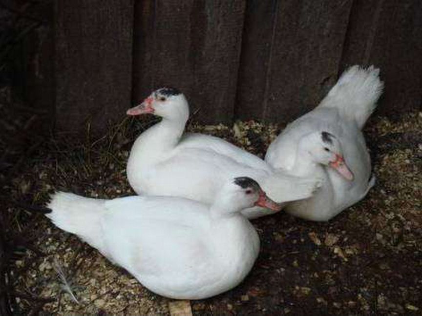 Утята продам подрощеные