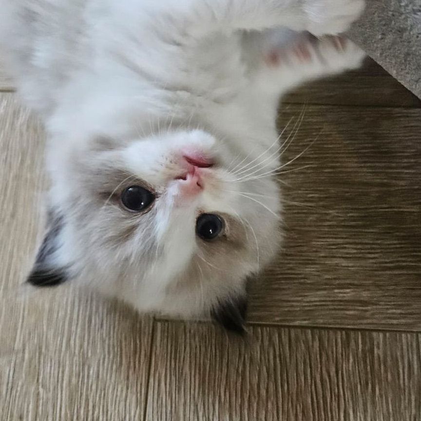 Регдолл котята