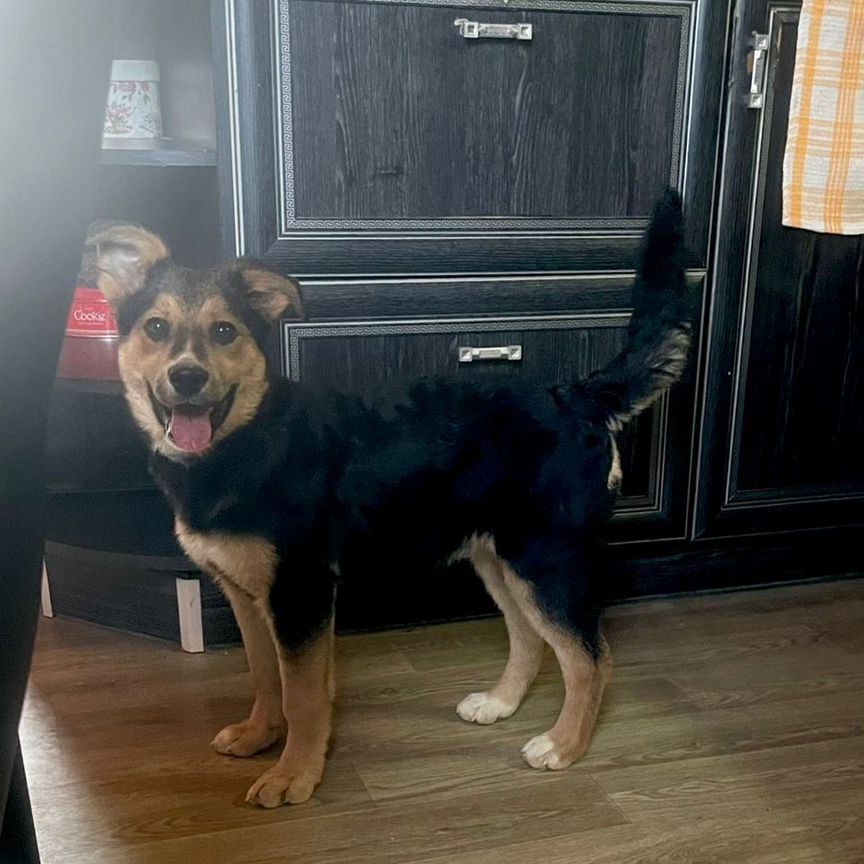 Щенок девочка Лилу 4 мес ищет дом