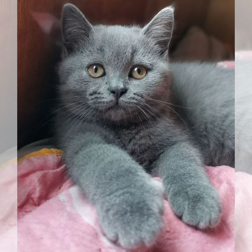 Британский короткошёрстный котёнок