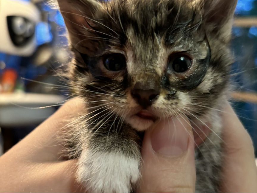 Котята в добрые руки