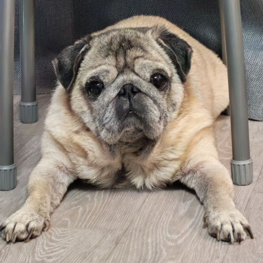 Мопс, взрослый пёс