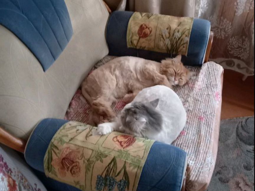 Коты отдам в добрые руки с содержанием
